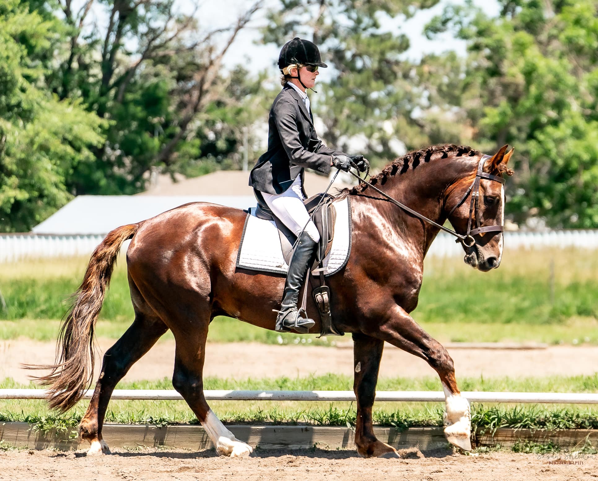Irish Draught Horses – White Dog Farm