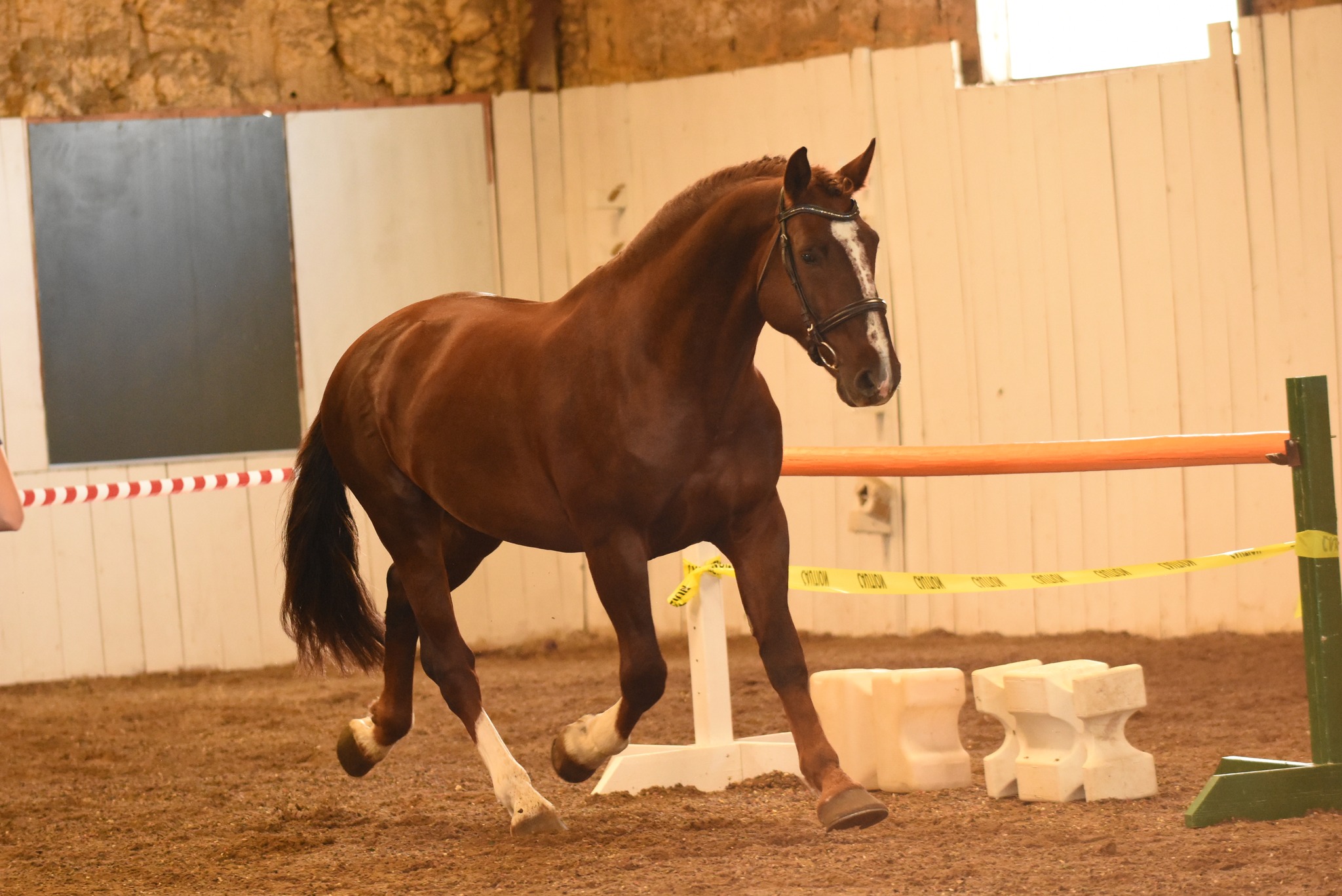 Irish Draught Horses – White Dog Farm