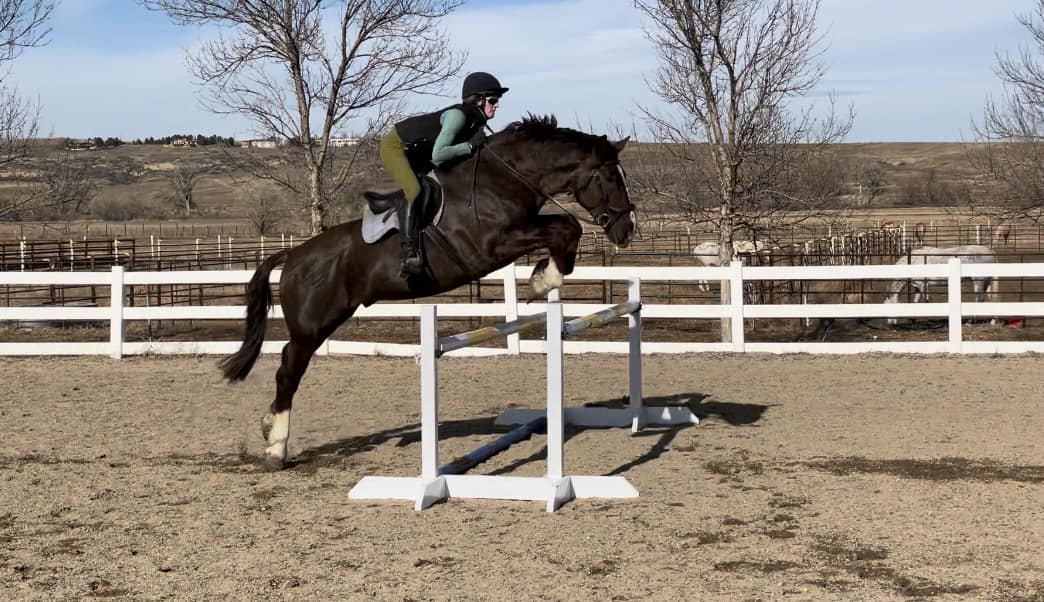 Irish Draught Horses – White Dog Farm